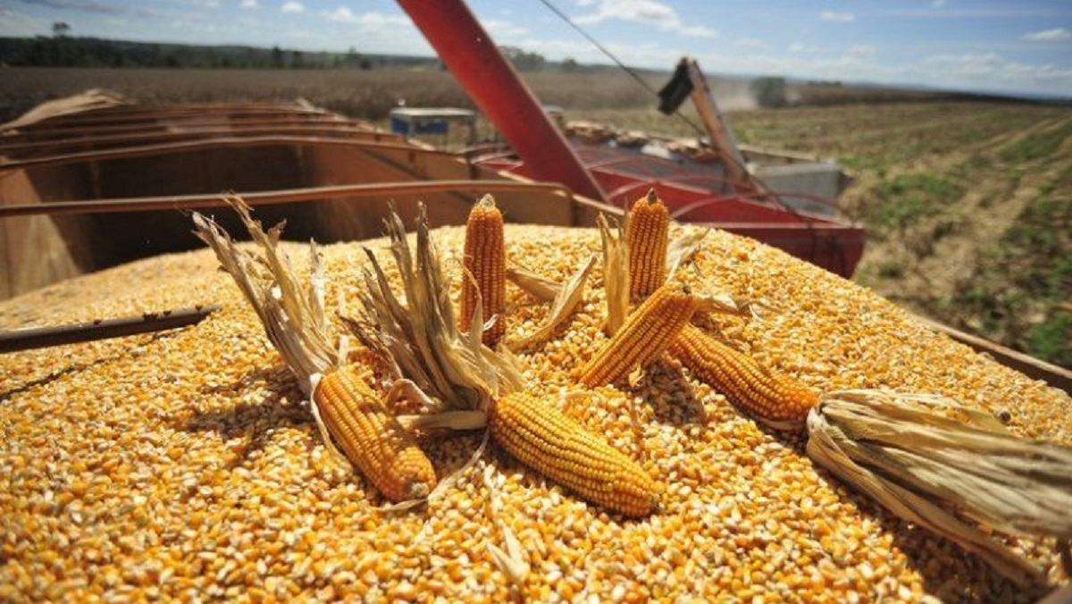 Brazilian Corn Exports Surge Due to Early Harvest, Abundant Crop ...
