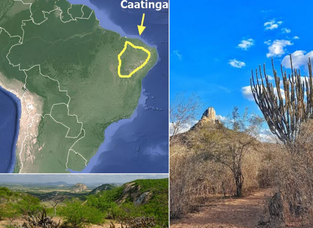 The Caatinga Is The Only Exclusively Brazilian Biome — Much Of Its ...