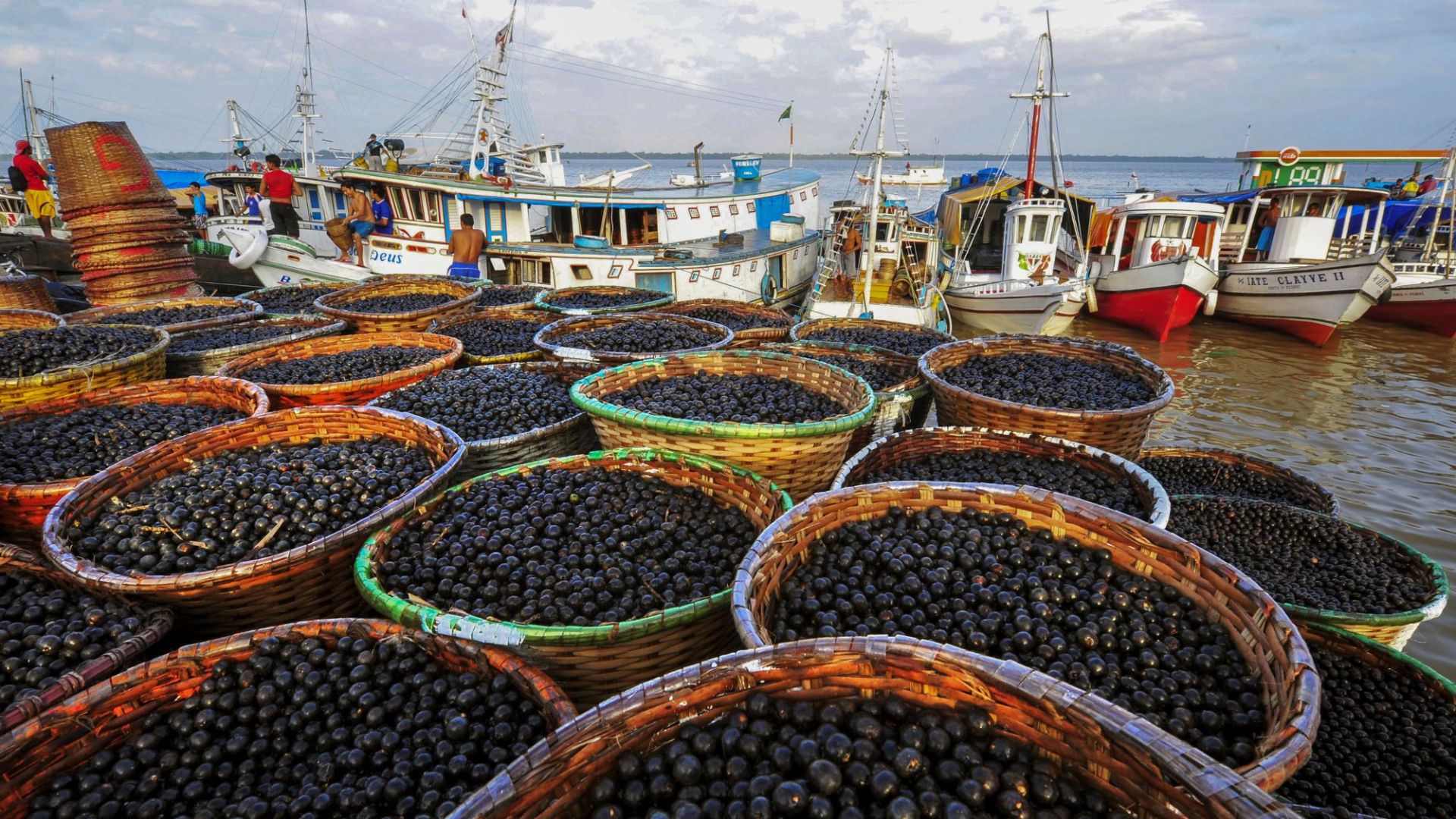 The World's Largest Açaí Farm: Cutting-Edge Technology in the Heart of ...
