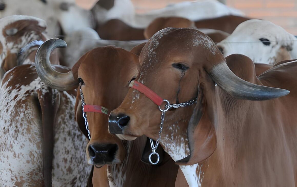 The 'Super Cows' Zebu Transformed Brazil into the World's Largest Beef ...