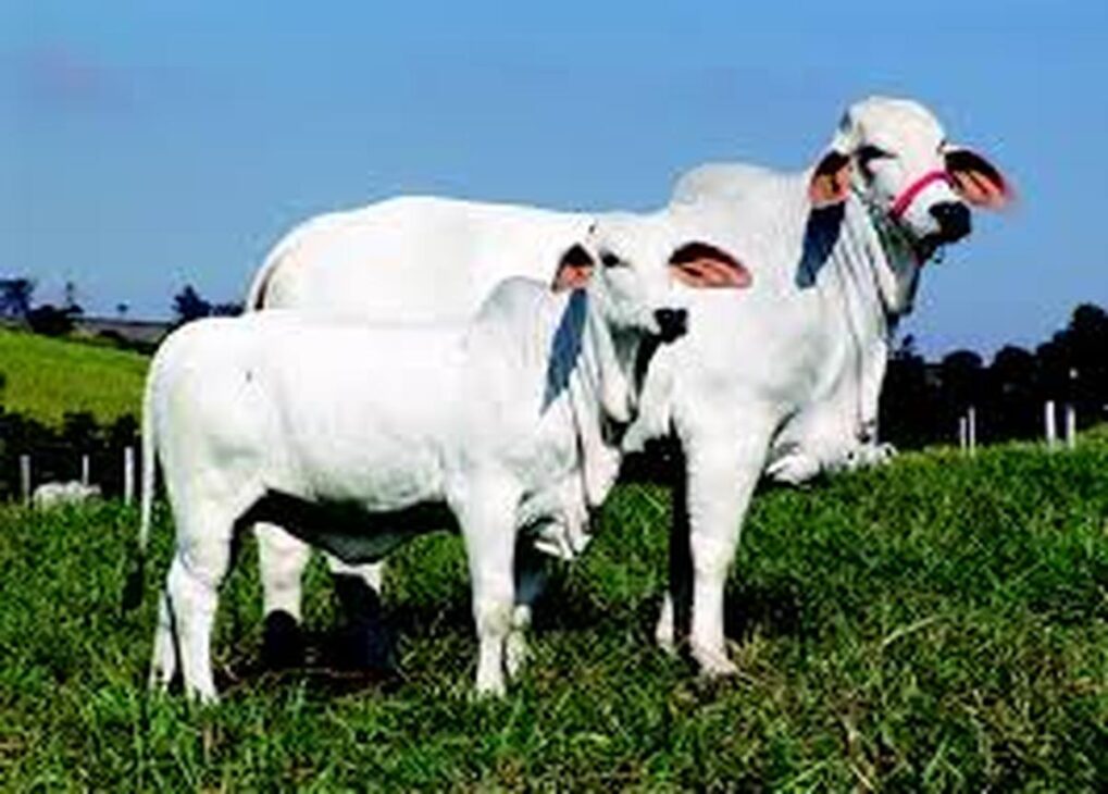 How Brahman Cattle Transformed Brazilian Livestock Farming and ...