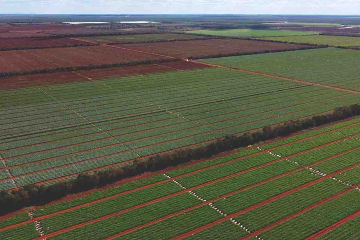 In The Heart of the Sertão, Brazil's Largest Melon Farm Harvests 1 ...