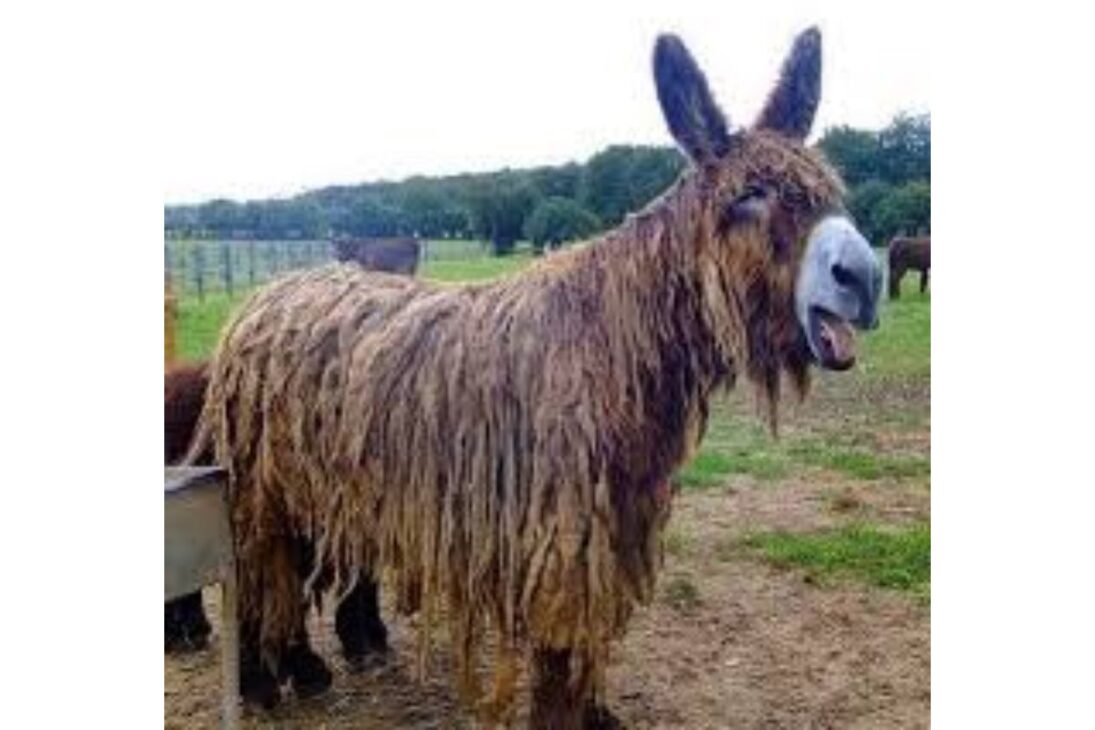 Rare And Incredible Donkeys And Mules: Meet The Most Unique Breeds In ...