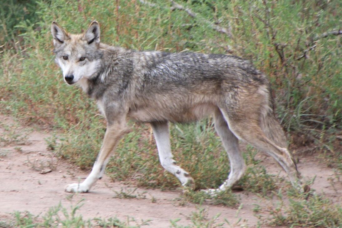 Hundreds of Endangered Wolves Return to Howl in the Arizona Desert ...