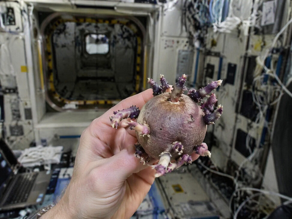 NASA astronaut goes viral by showing "alien potato" in space during ...