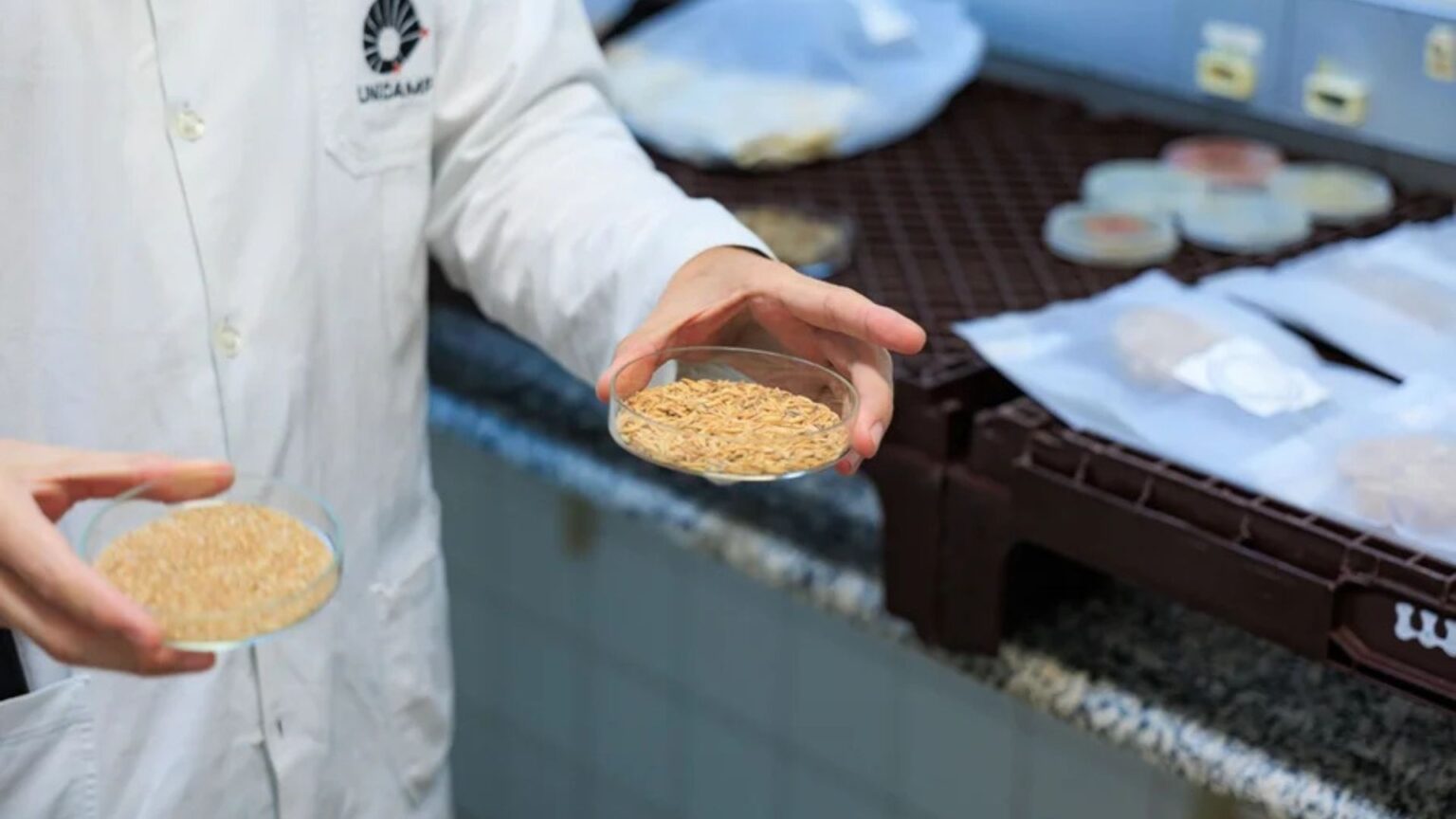 Scientists use fungi to create plant flour with a meat-like smell from ...