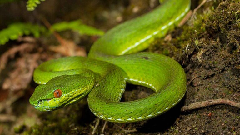 China develops a snake-inspired system that sees heat in 4K at room ...